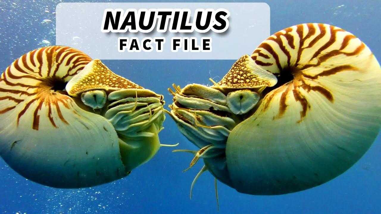 Nautilus facts - the animals with complex shells _ Animal Fact Files