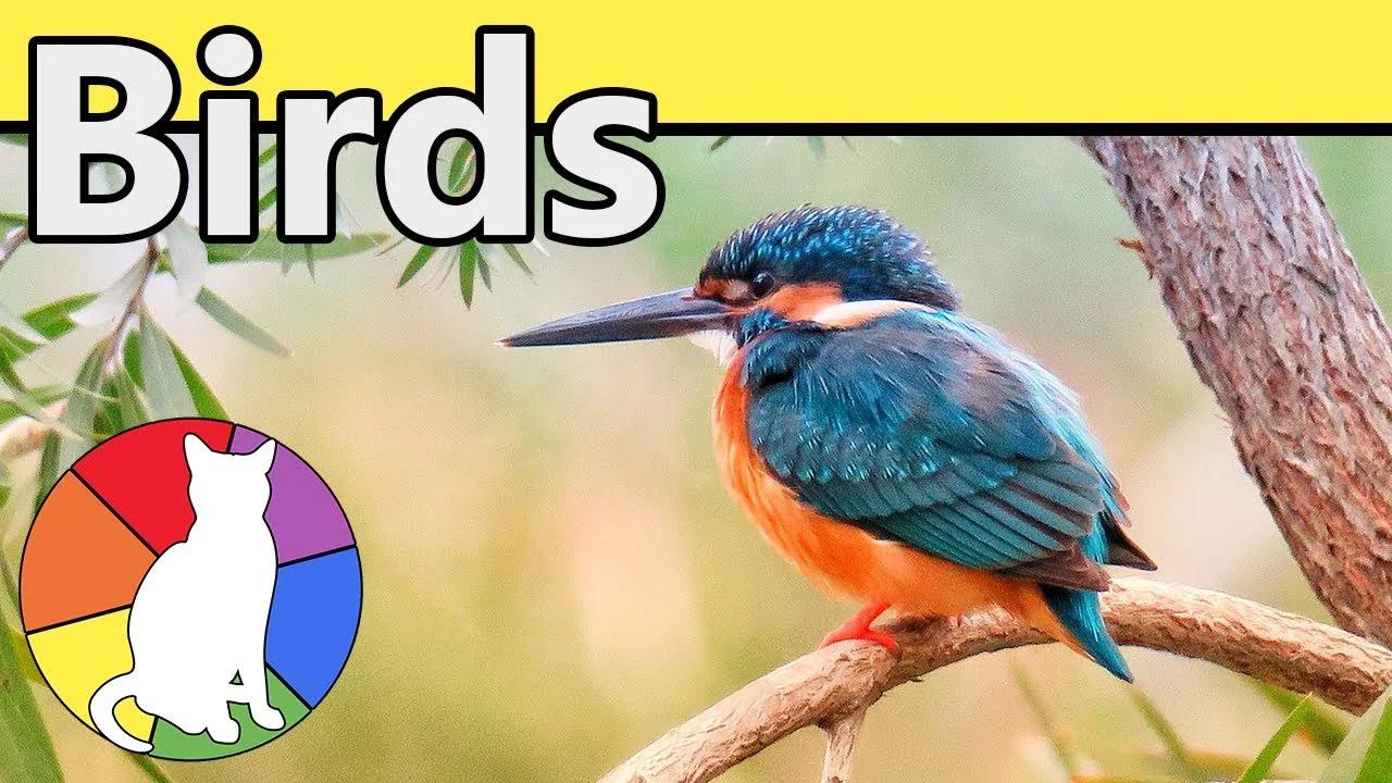Birds _ Animal Fact Files