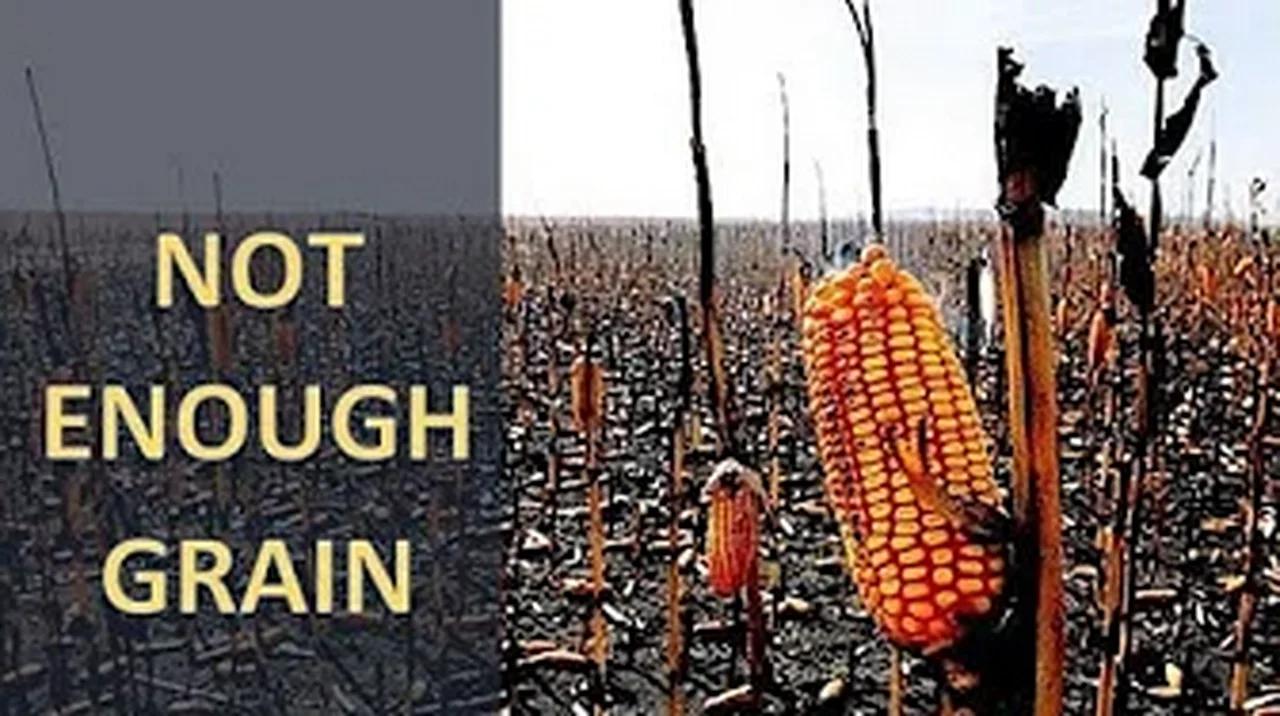 Global Grain Shortages Begin to Manifest