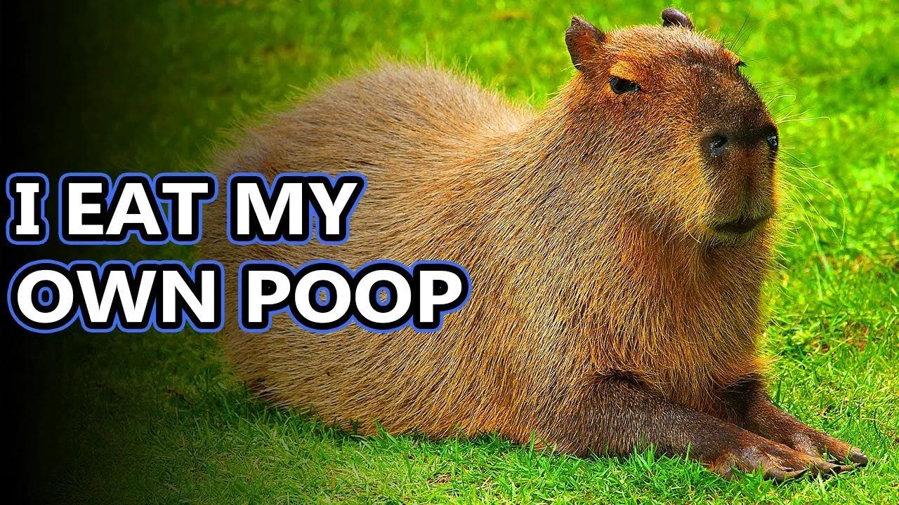 Capybara facts - the largest living rodents _ Animal Fact Files