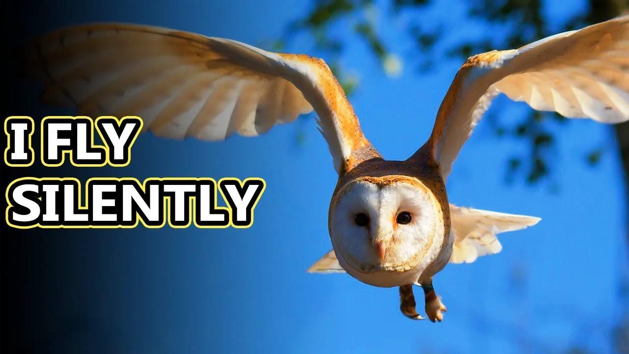 Owl facts - the head turning birds _ Animal Fact Files