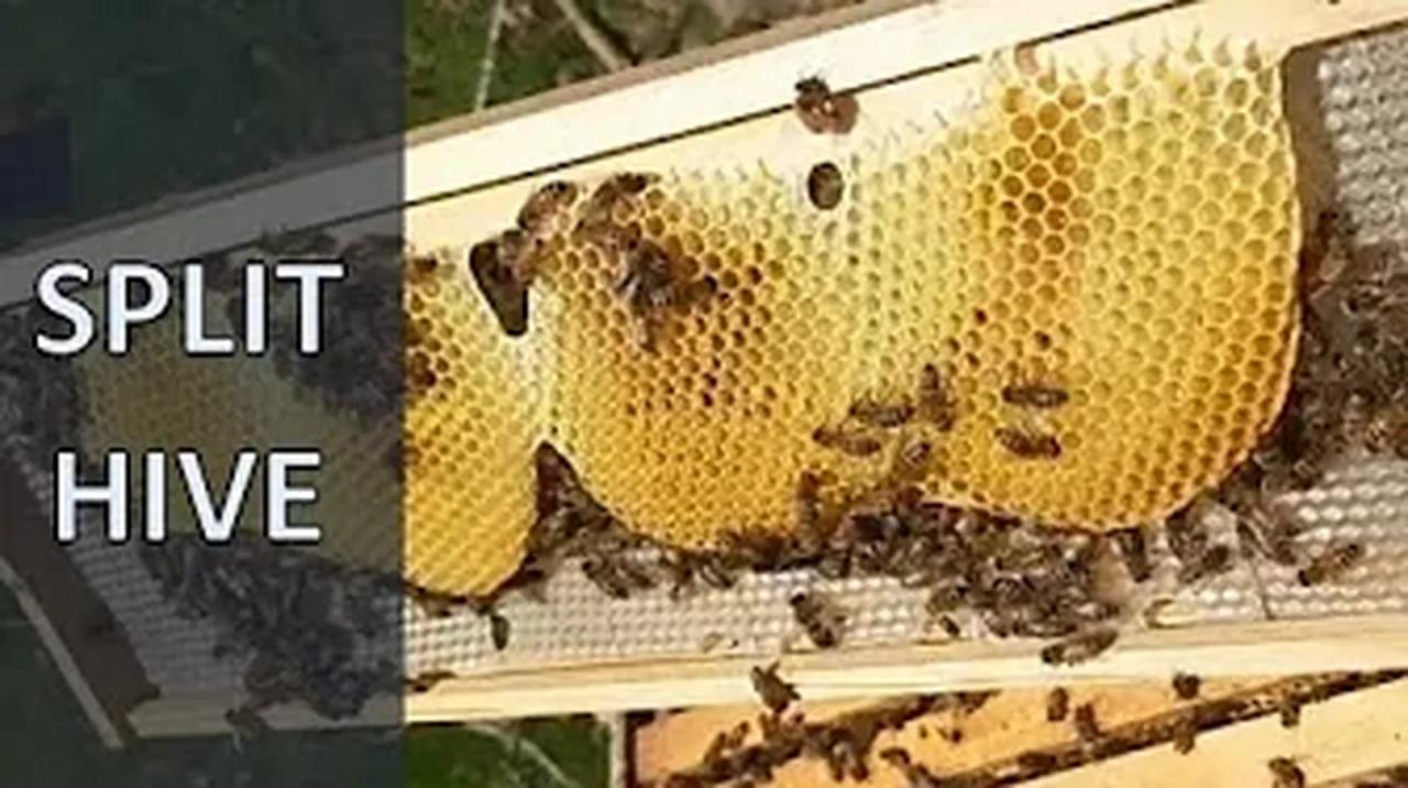 (Split Bee Hive) E. Tennessee