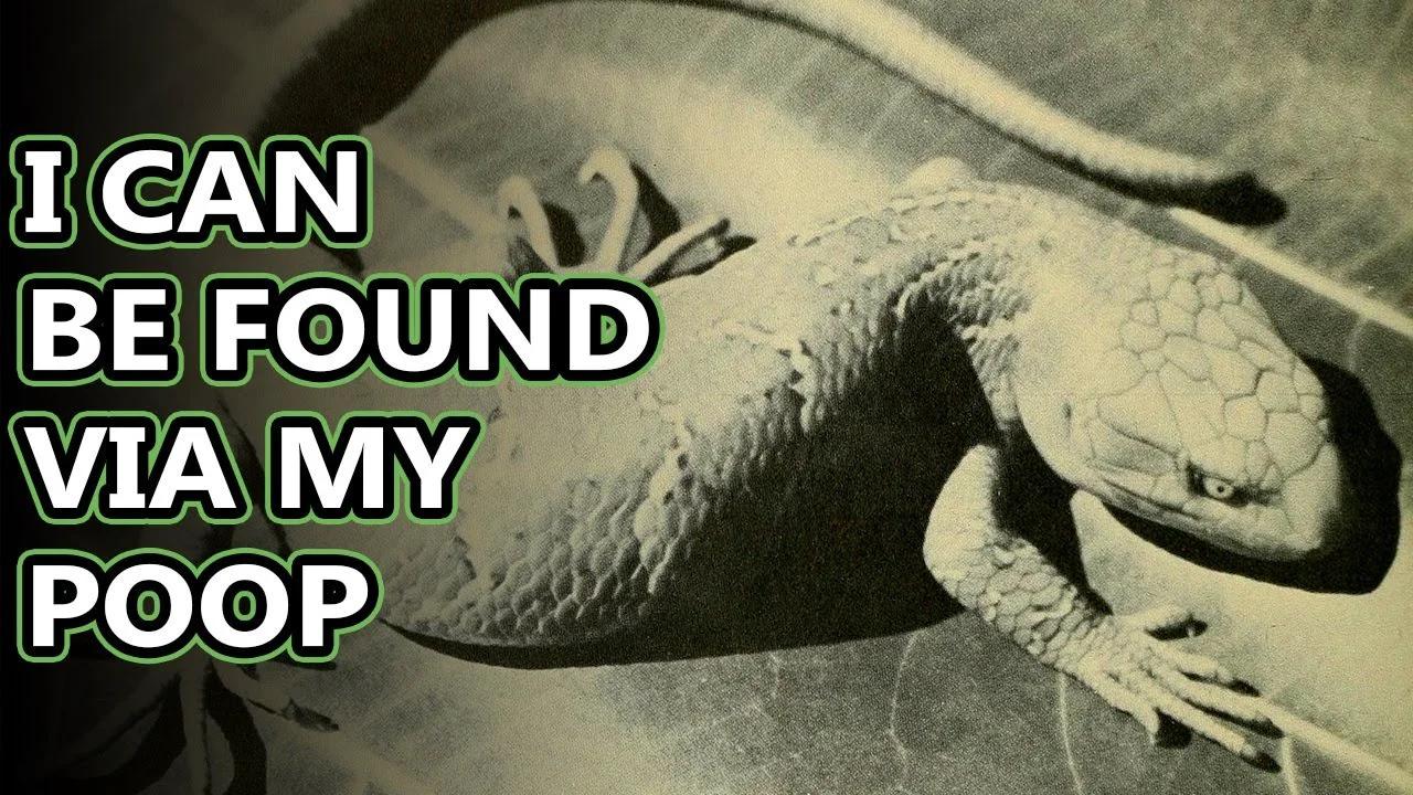 Prehensile Tail Skink facts - also called monkey skinks _ Animal Fact Files