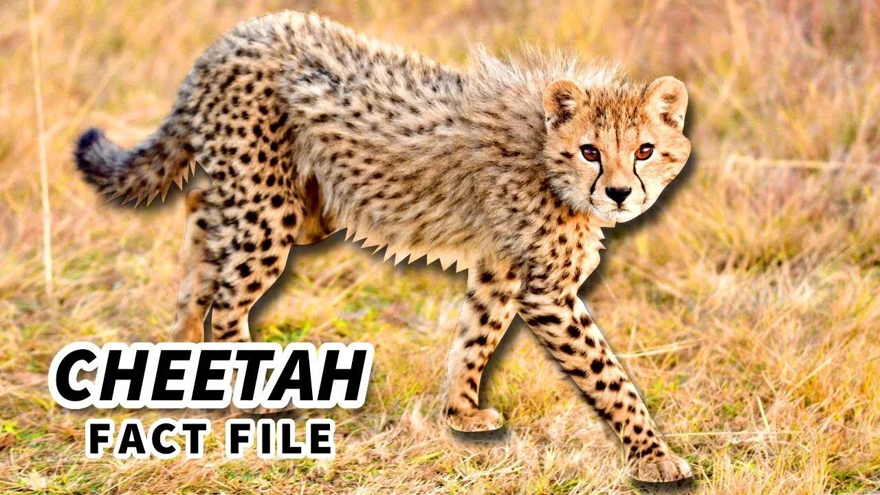 Cheetah facts - the fastest living animal _ Animal Fact Files