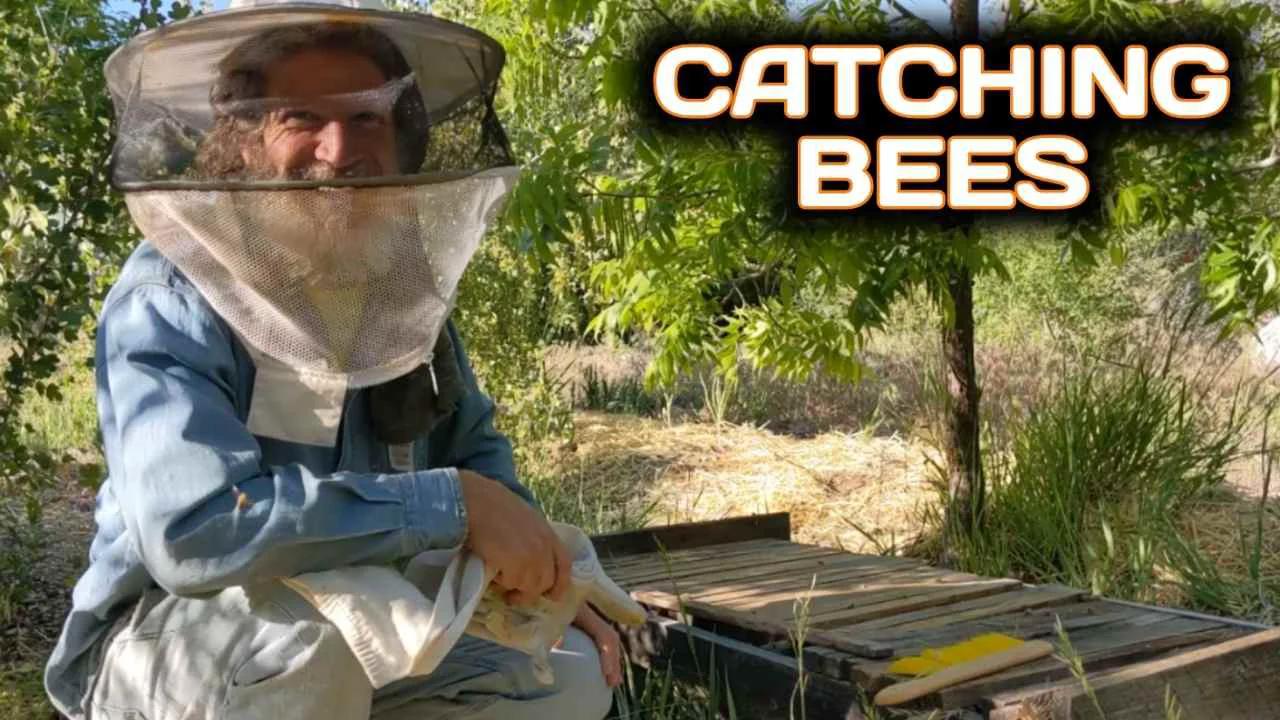 Catching Bees