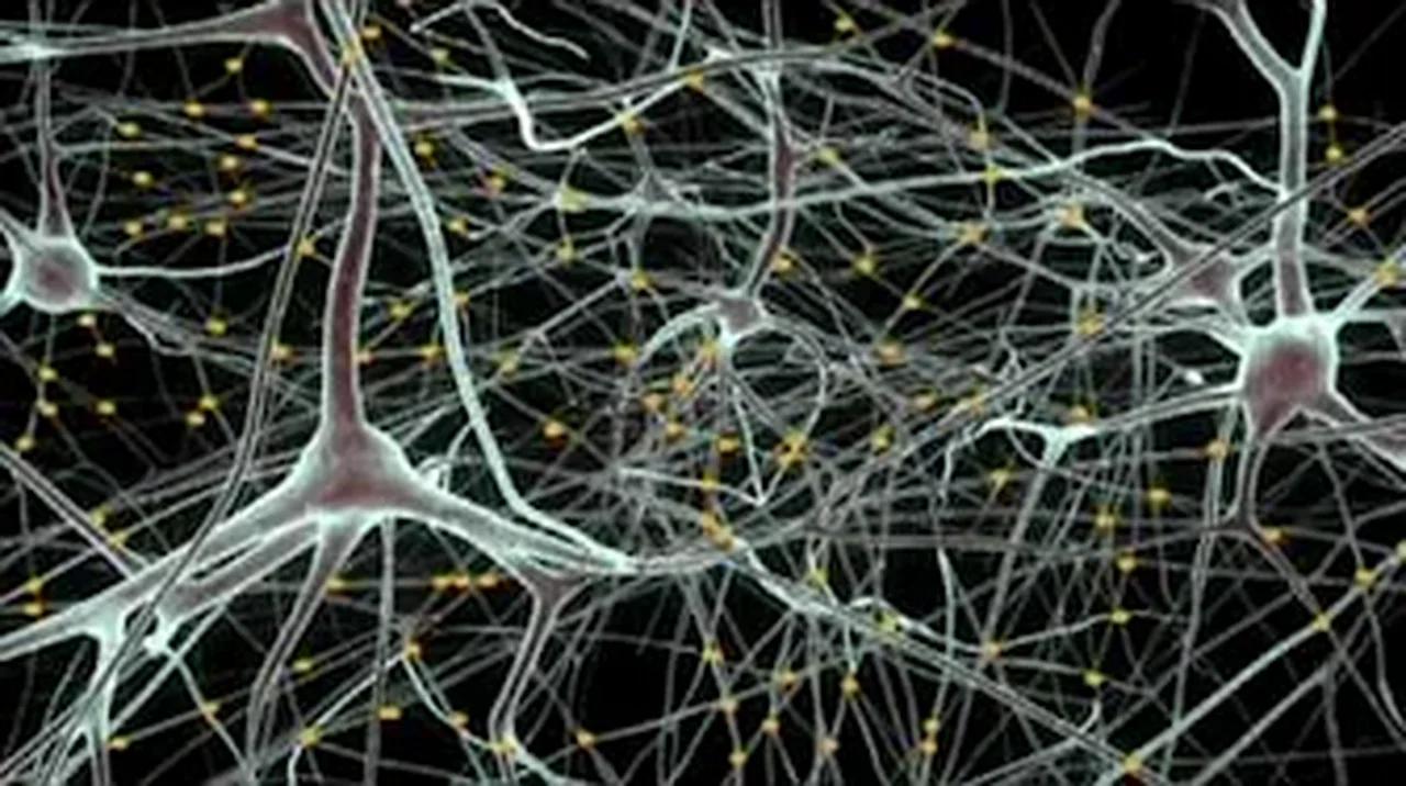 A brain in a supercomputer | Henry Markram