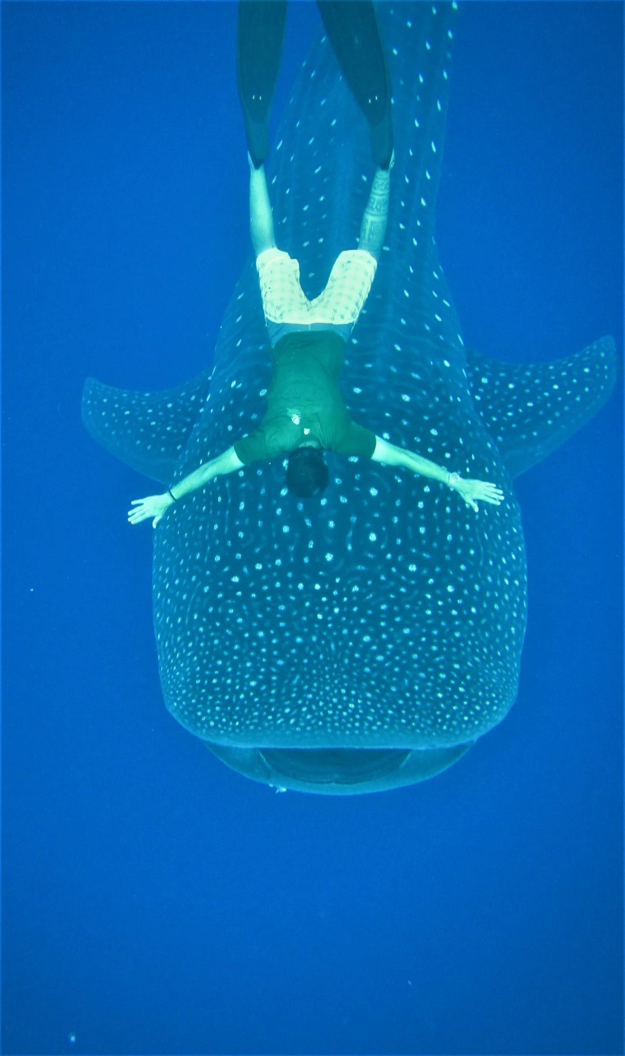 Whale Shark flying with...