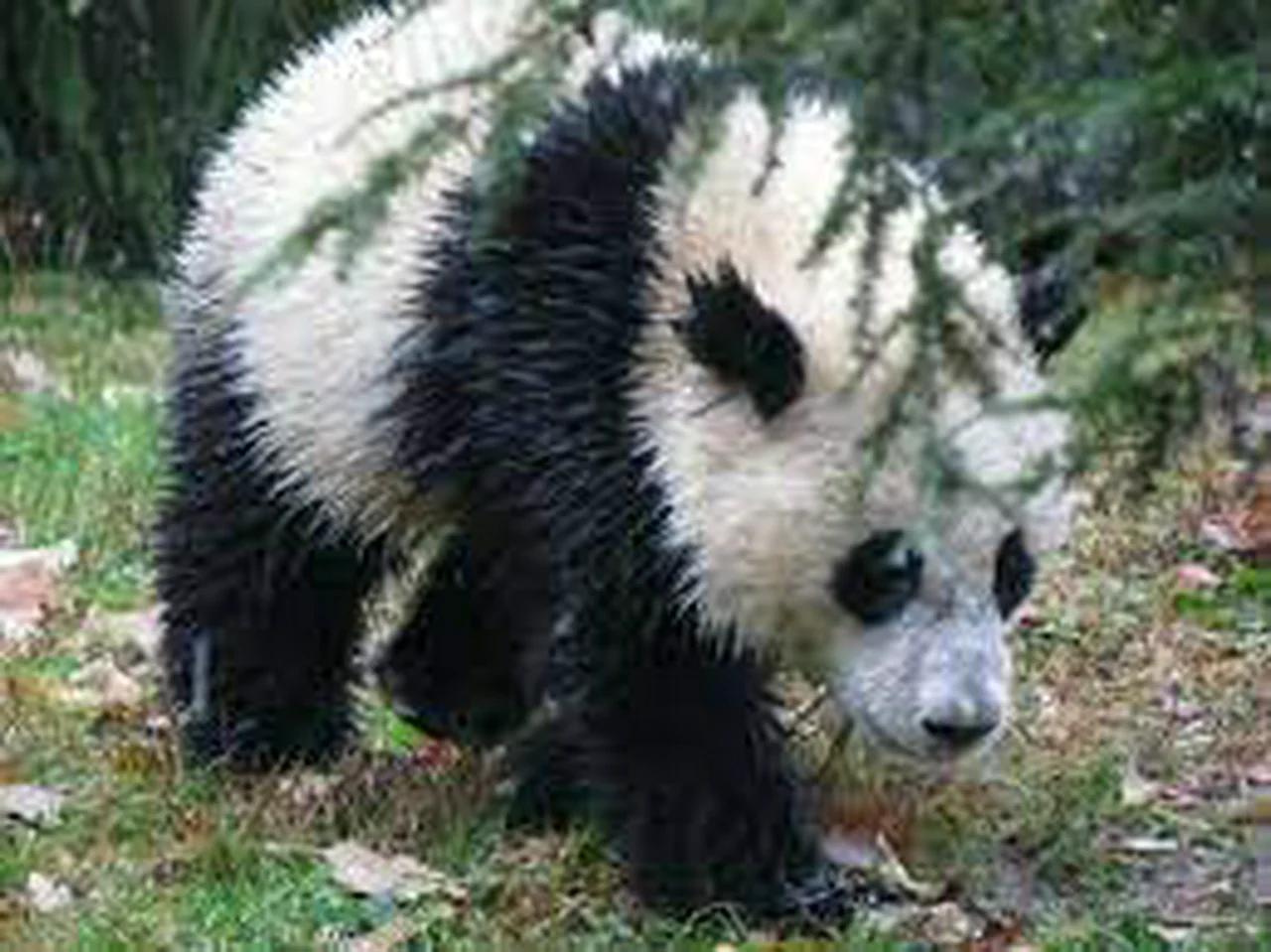 DankPanda743