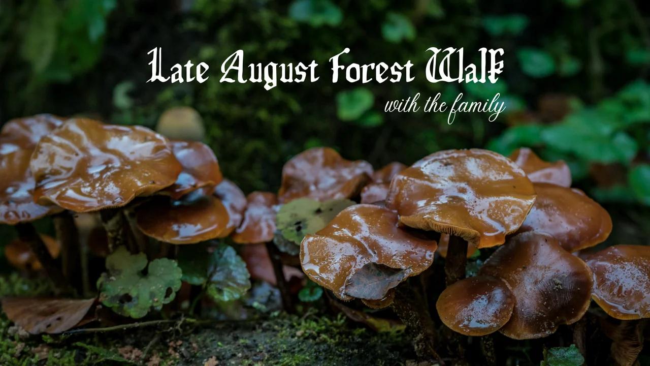 End of August Forest Walk