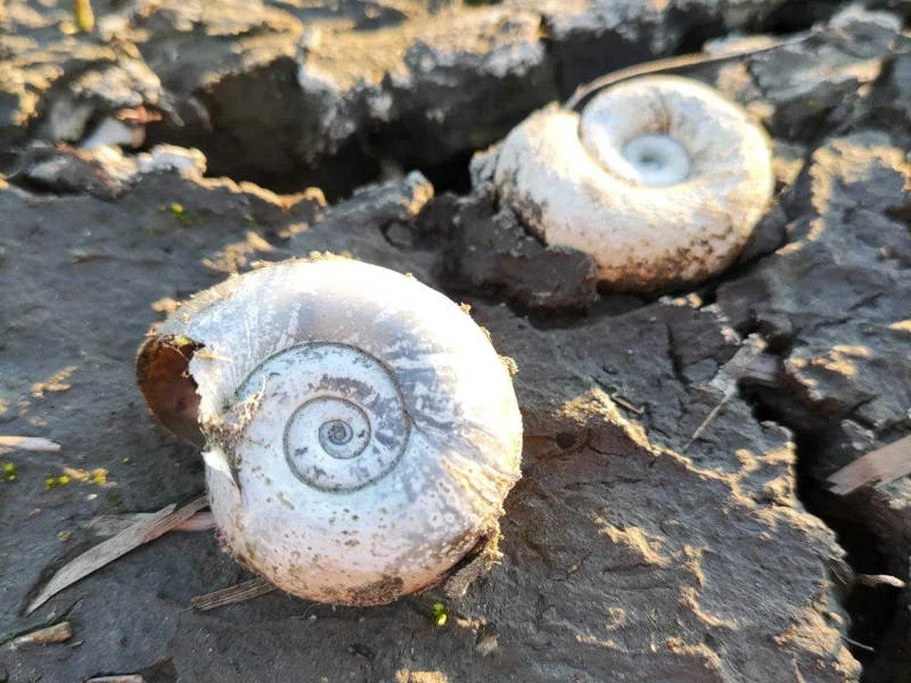 Snails In Mud | Macro&Nature