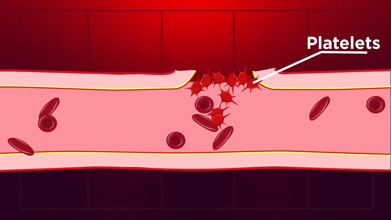 How to Learn Biology Easily - Platelets & Blood Clotting