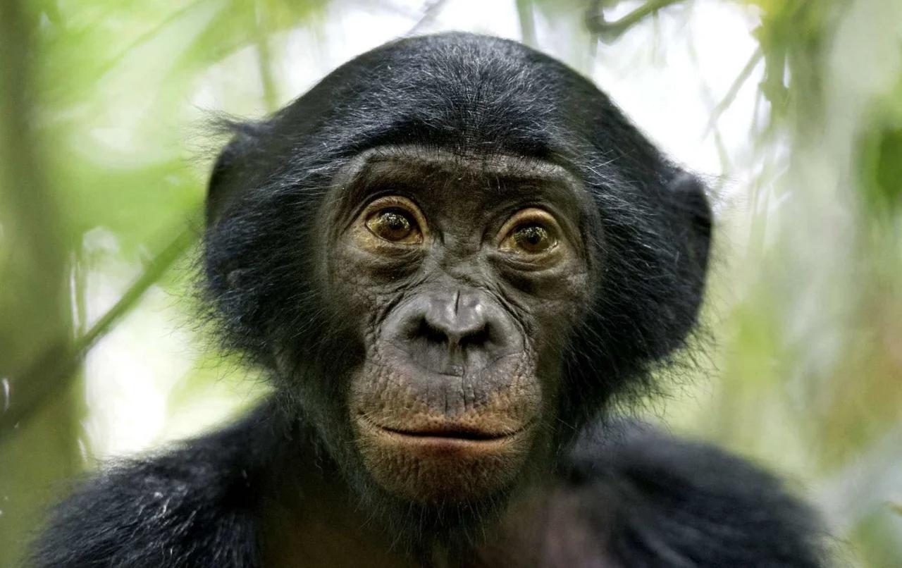 BRIGITTE GATE: Xavier POUSSARD sur Jean Michel Trogneux et Brigitte Macron