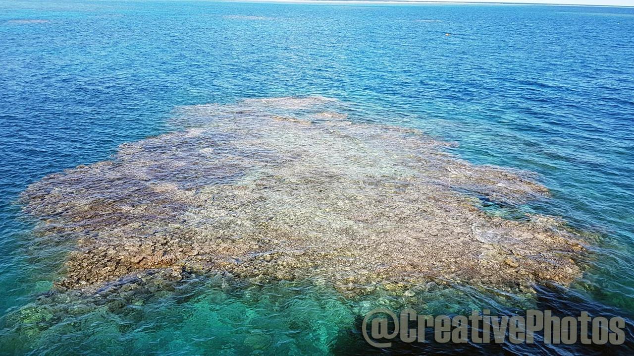 📷 Great Barrier Reef Coral #2 - Photo