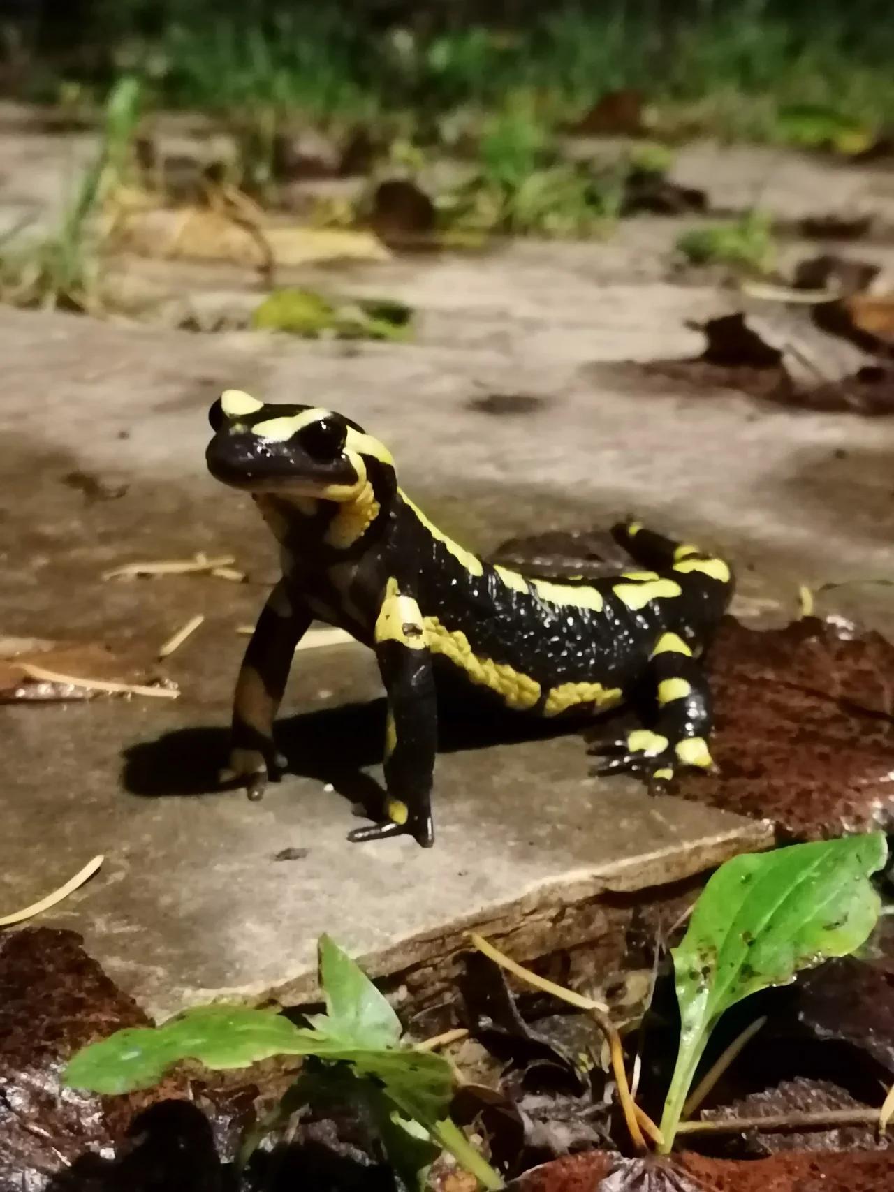 Joe Massot (ICTV) traduction