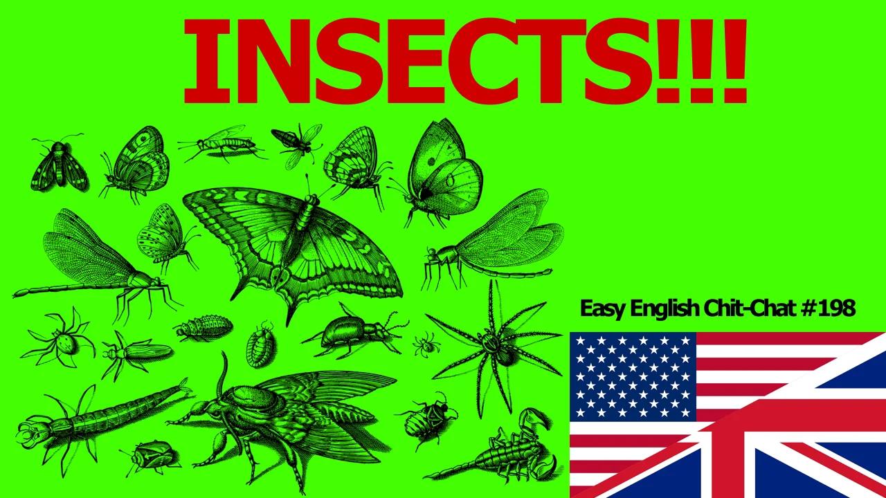 INSECTS! Easy English Chit-Chat #198