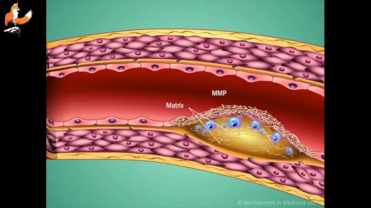 Que se passe-t-il dans le corps lorsqu'on reçoit l'injection ? (Renard ...