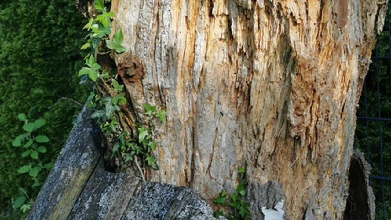 most precious tree