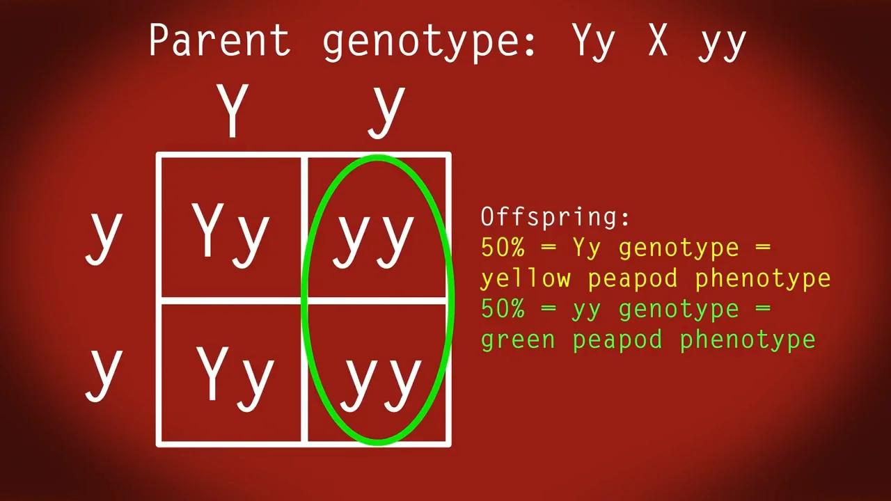 How to Learn Biology Easily - Punnett Squares - Genetics