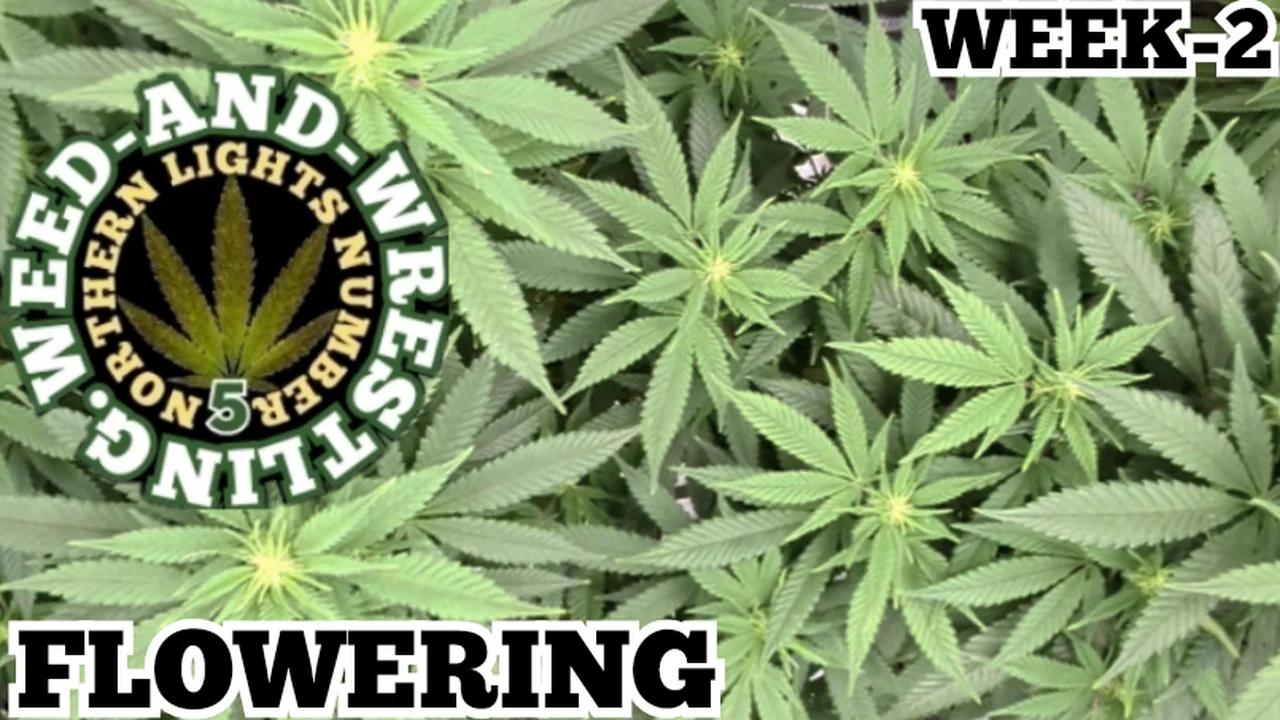 Flowering Cannabis: Week 2 Of Flowering Marijuana Plants Inside A Grow ...