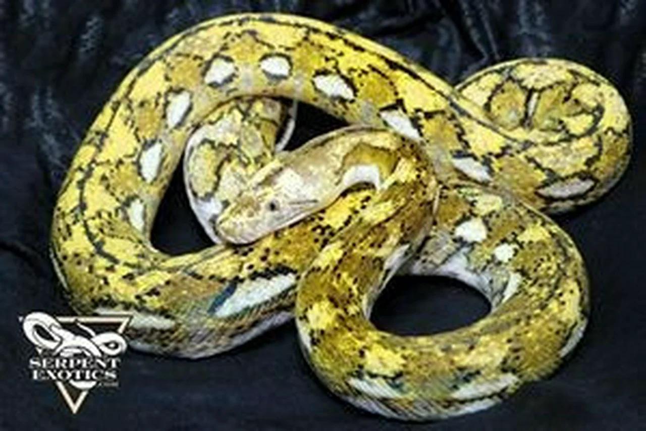 Snake: SuperDwarf Paradox Fire-Tiger Het-Purple Albino Retic