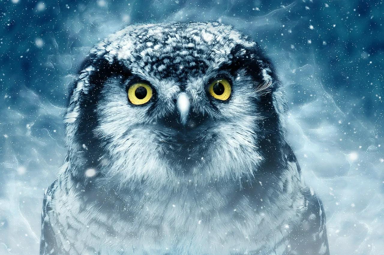 Ornery Owl's Chilling Channel