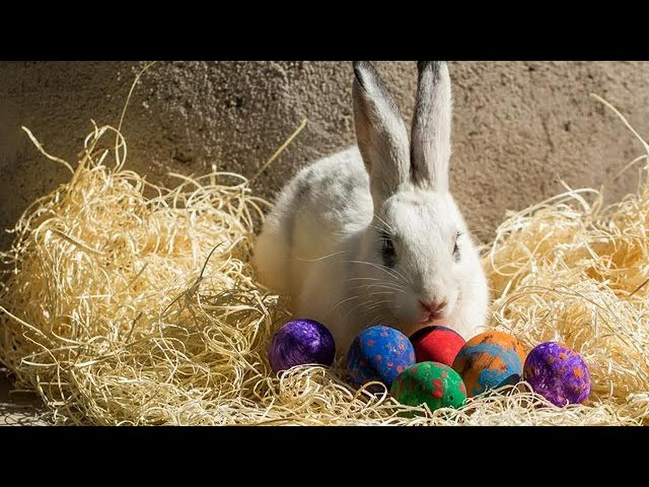 The Truth about Easter Egg - Symbolism (Jordan Maxwell)