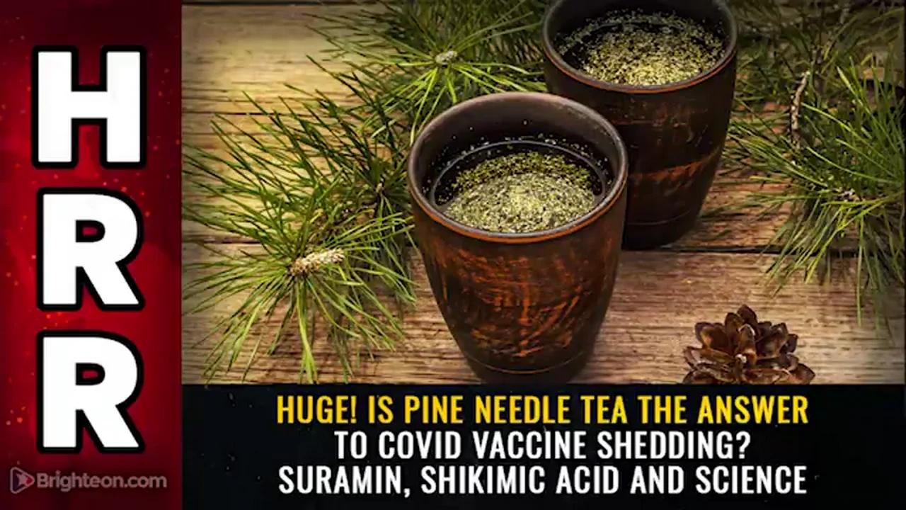 Is pine needle tea the answer to covid vaccine shedding Suramin ...