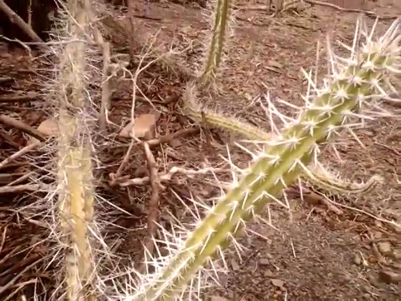 Cocolandia Tour 2014-01