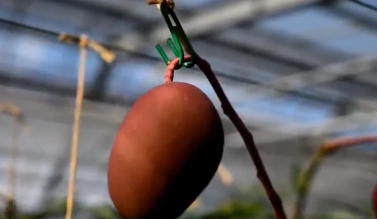 World's Most Expensive Mango - Awesome Japan Agriculture Technology Farm