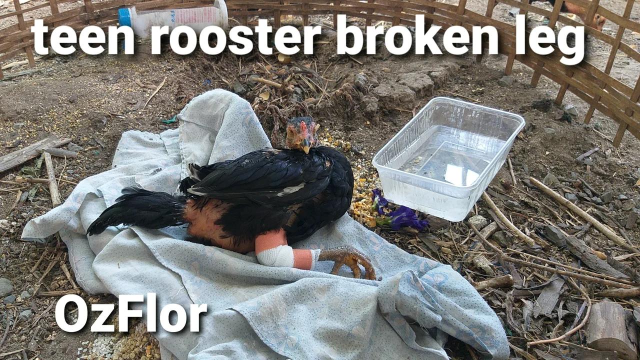 My teen rooster broken the leg 4 days ago - Rooster name is Leg