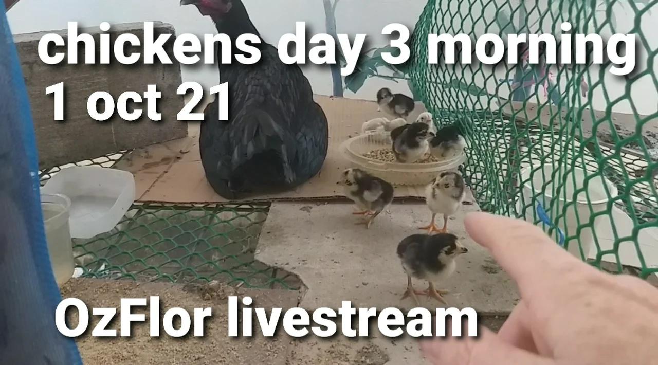 Chickens born day 3 morning - inside a coop