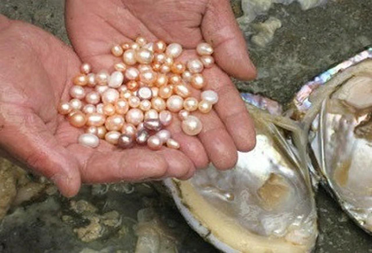 Pearl - Real Pearls from Oyster (20)