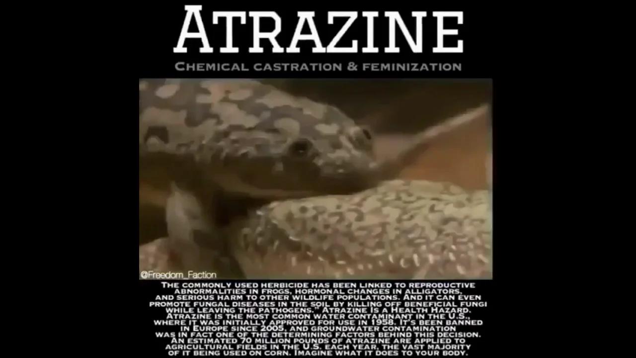 Atrazine: Feminizing Males
