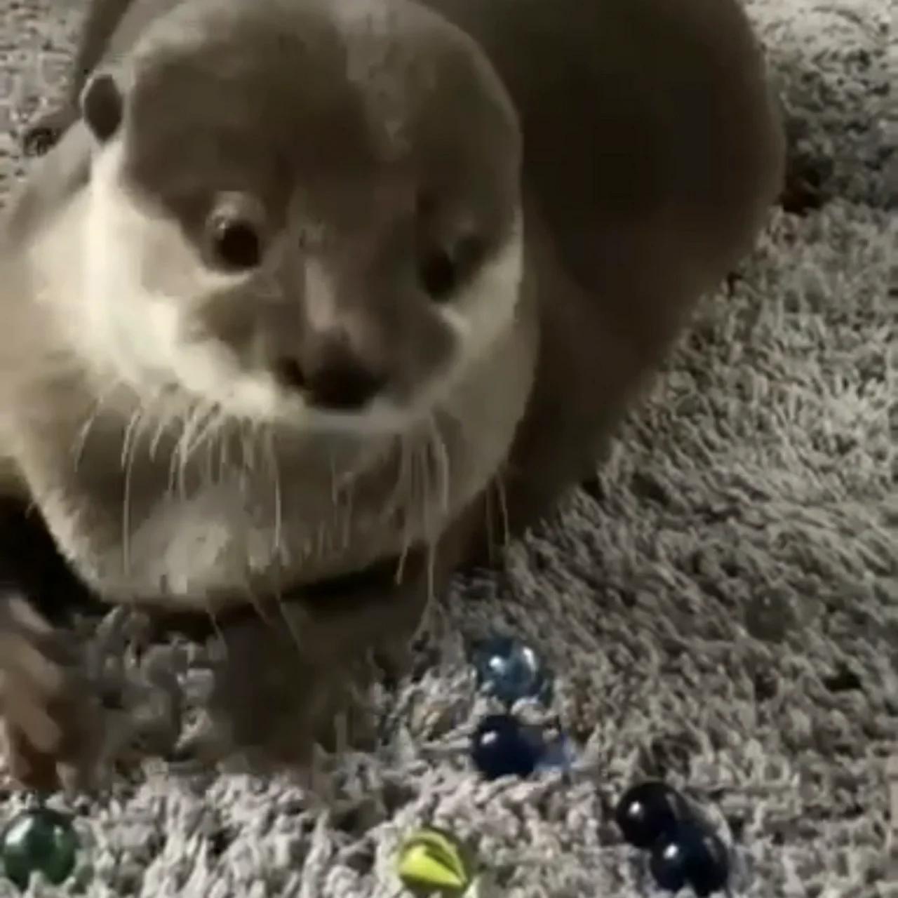 Otter playing with his marbles