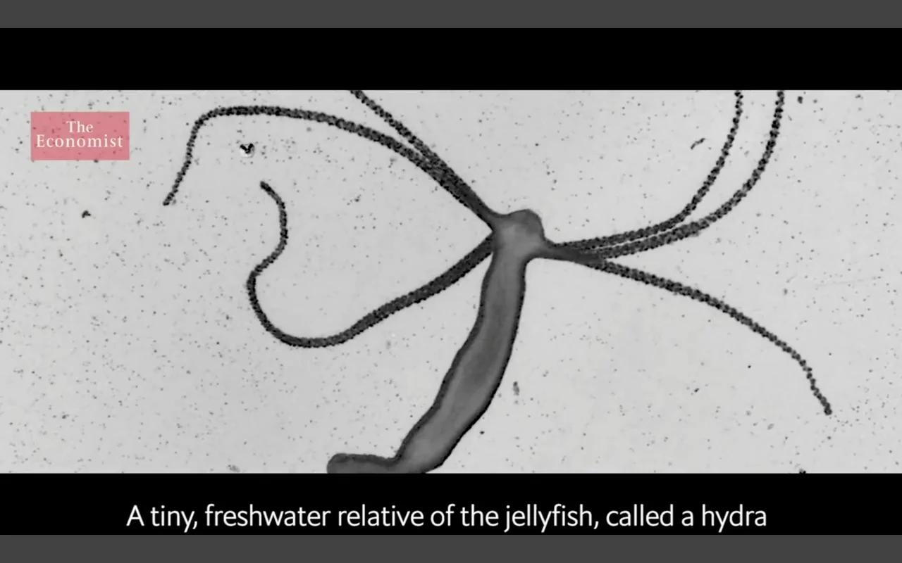 THE HYDRA & BRAIN INITIATIVE PROJECT (THE ECONOMIST 2020)