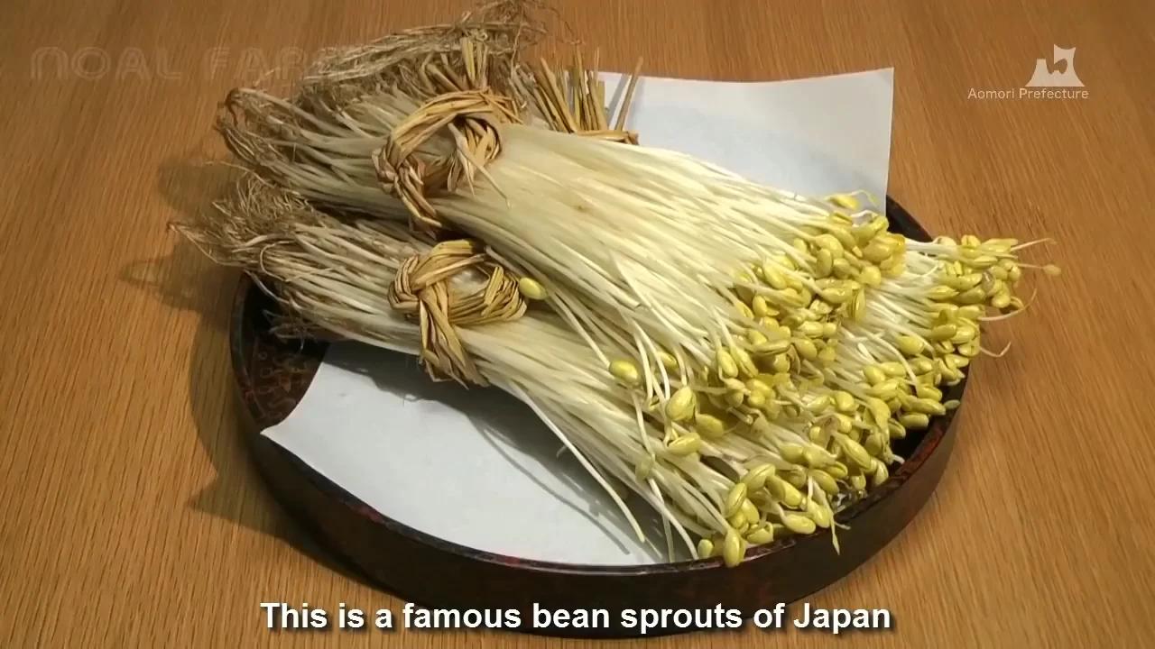 Japan Giant Bean Sprout Farming and Harvesting - Amazing Japan ...