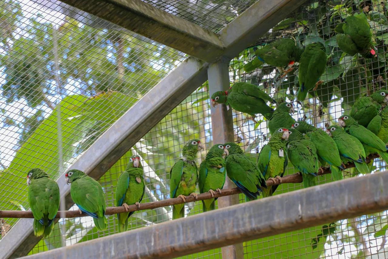 Puerto Rican Parrot Recovery Program