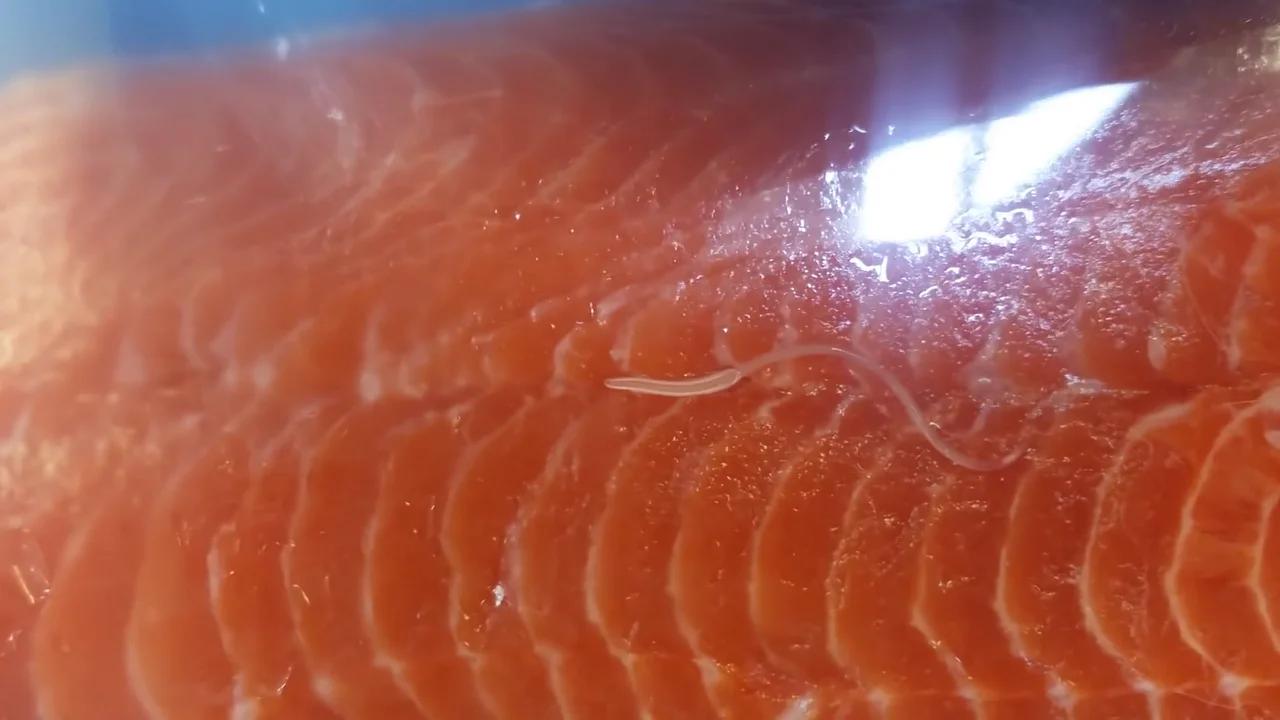 Live Worms In Costco Salmon
