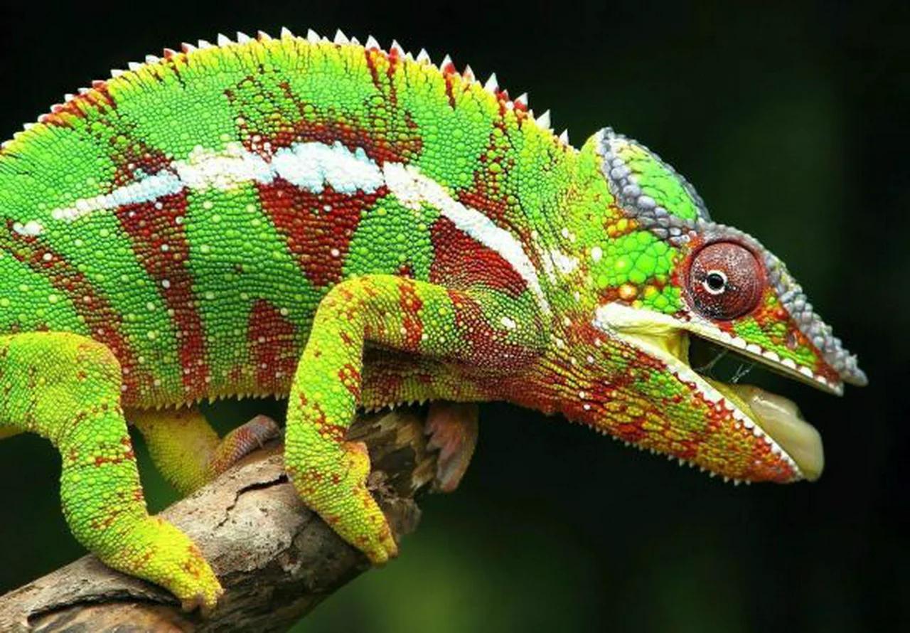 Amazing Animals With Unusual Superpowers HD Documentary