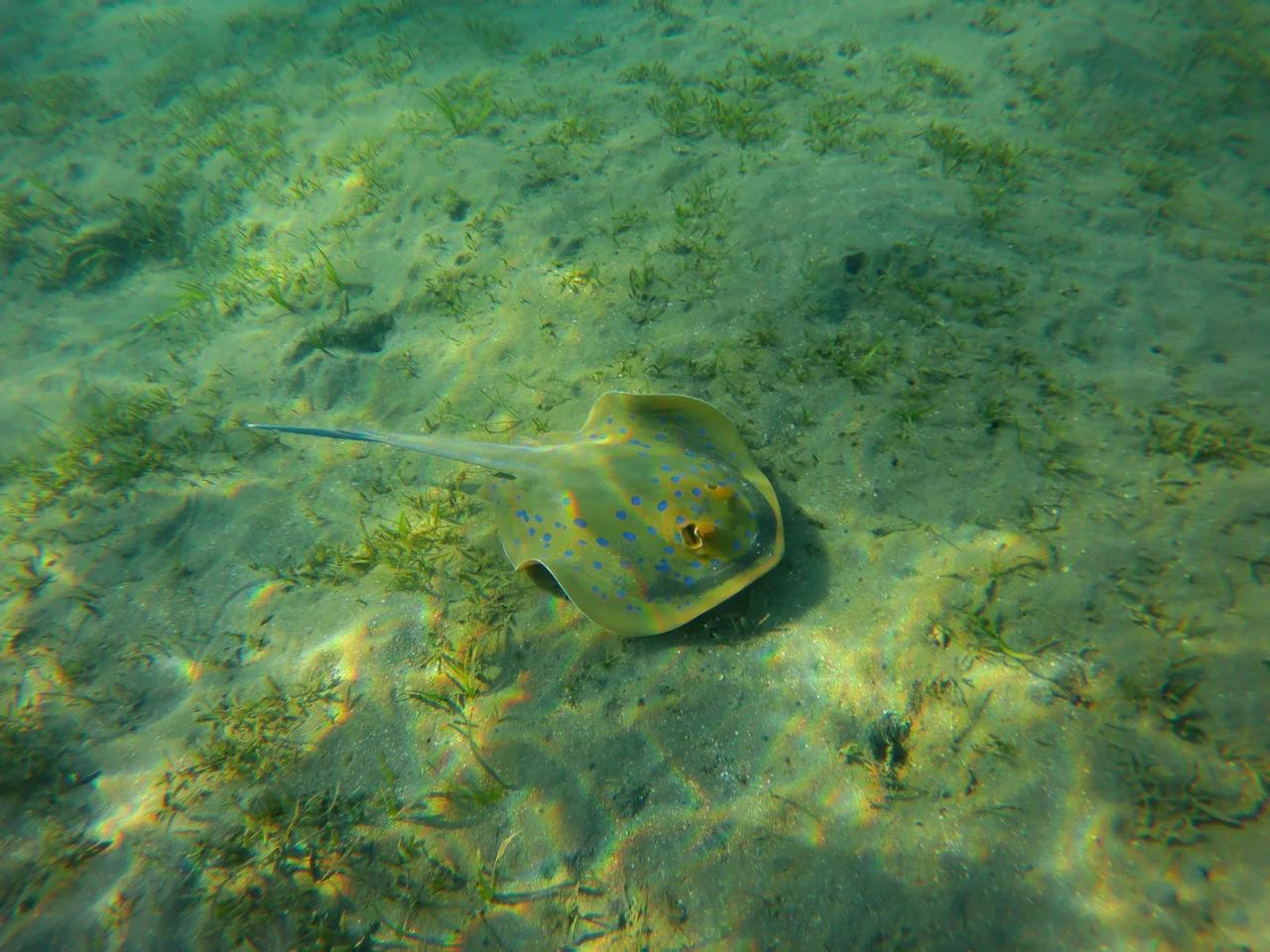 Blaupunkt - Rochen im Rotes Meer Ägypten