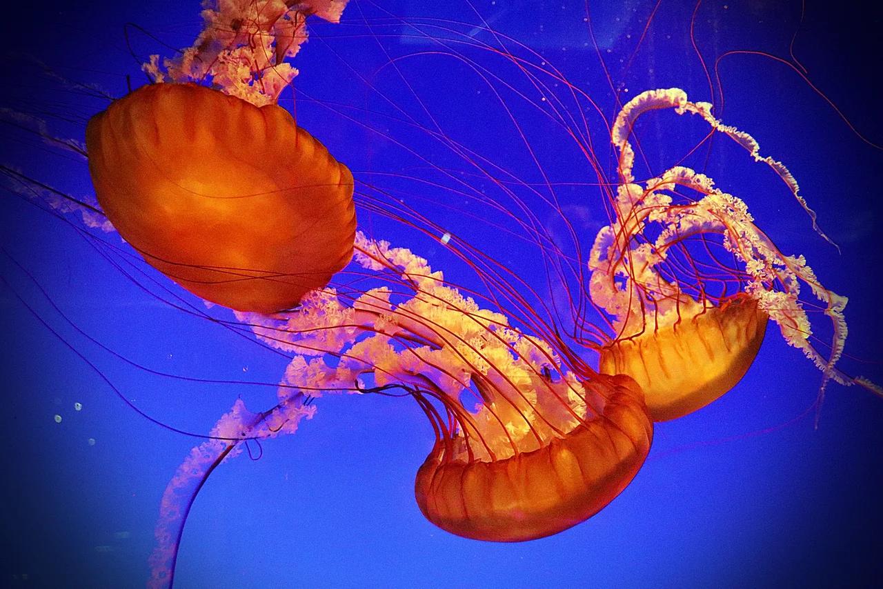 🔴 Jellyfish Aquarium ~ Relaxing Music for Sleep, Calming Music for ...