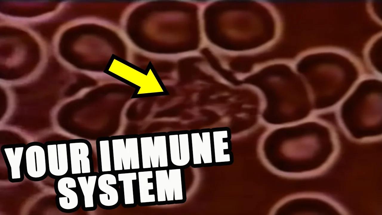 A Microscopic Look at Your Immune System in ACTION!