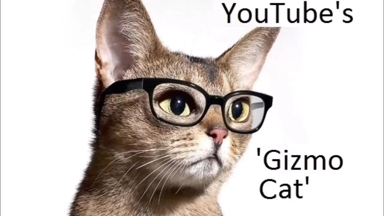 Gizmo Cat | Response to the Christopher Jon Bjerknes - Know More News ...