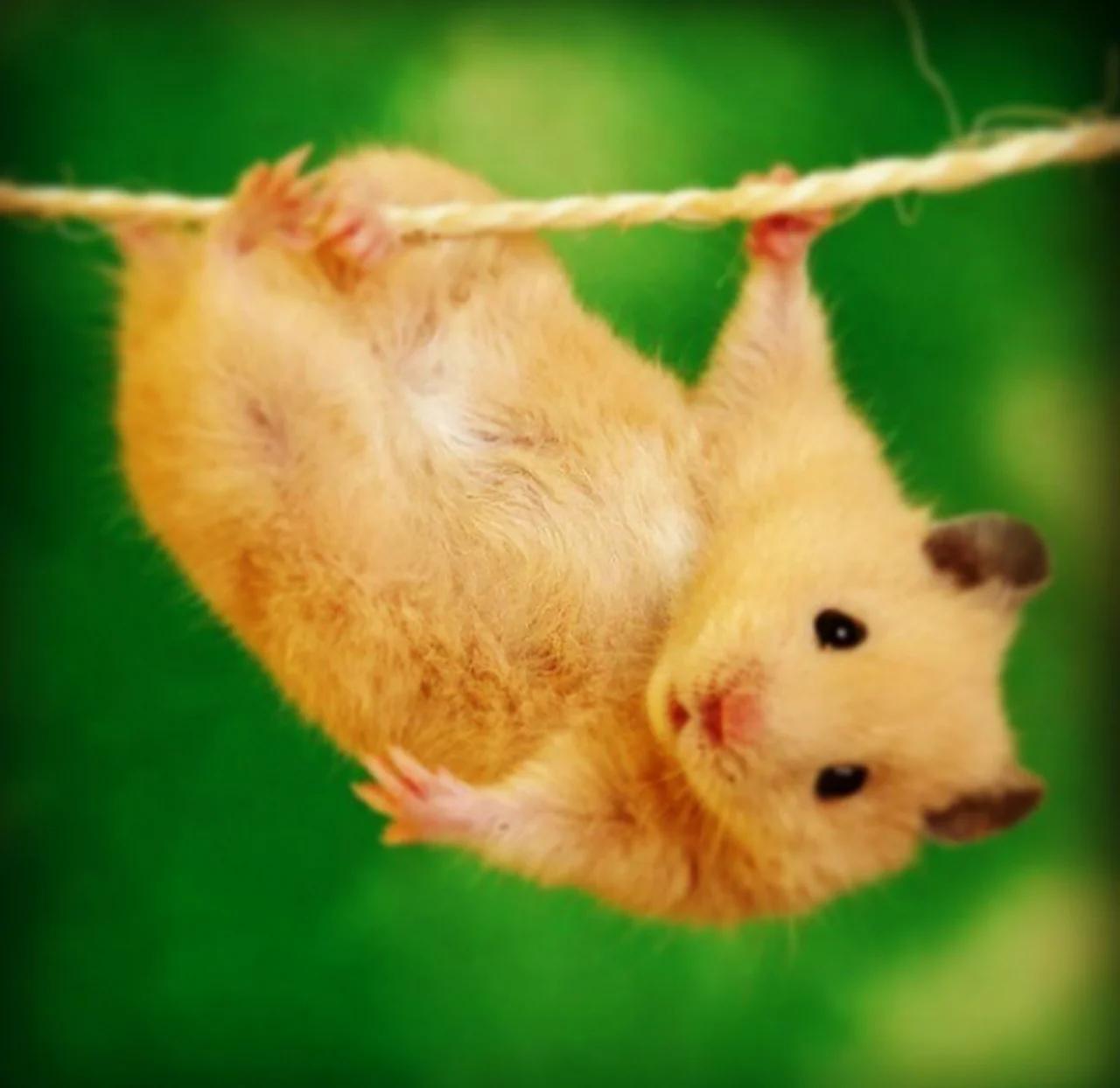 Hamster