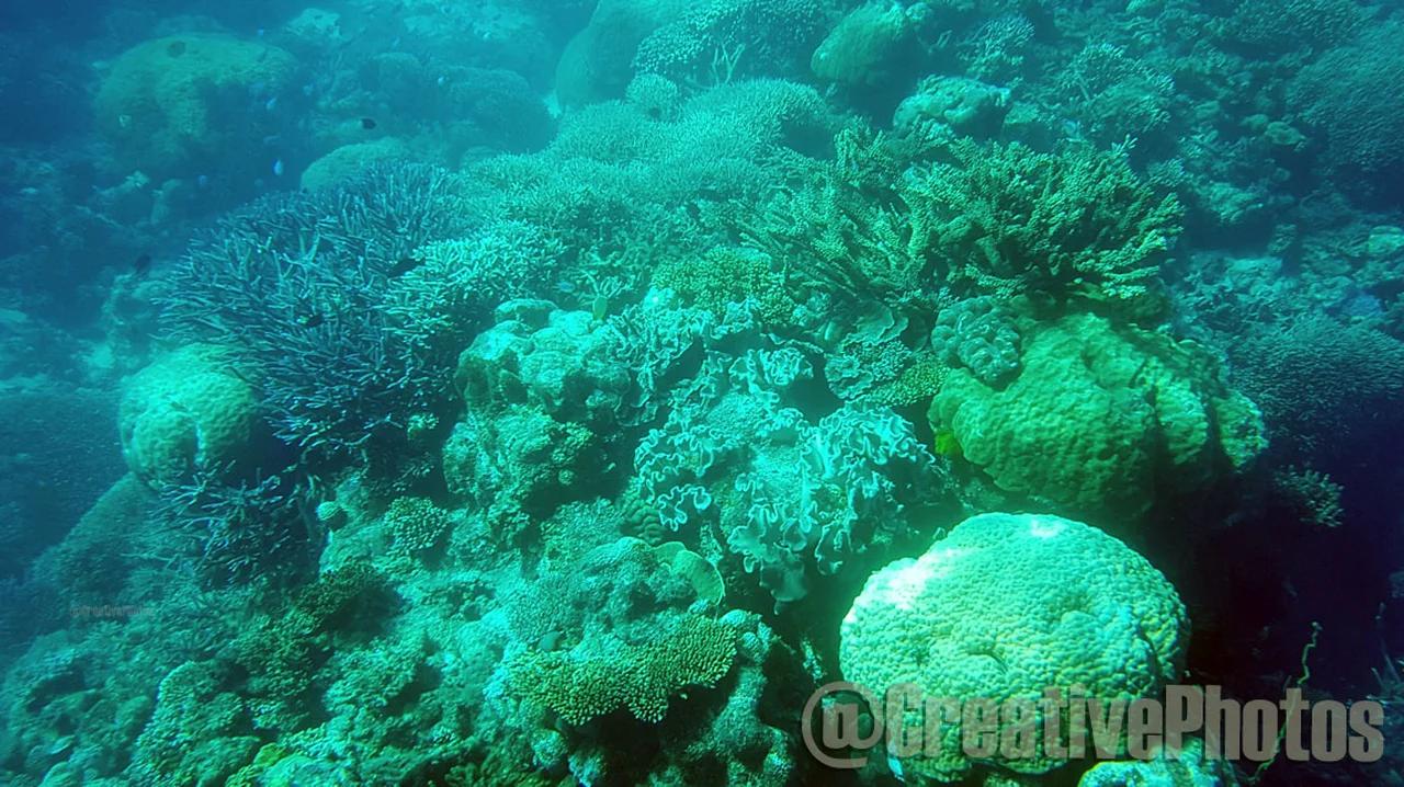 📷 Great Barrier Reef #2 - Photo