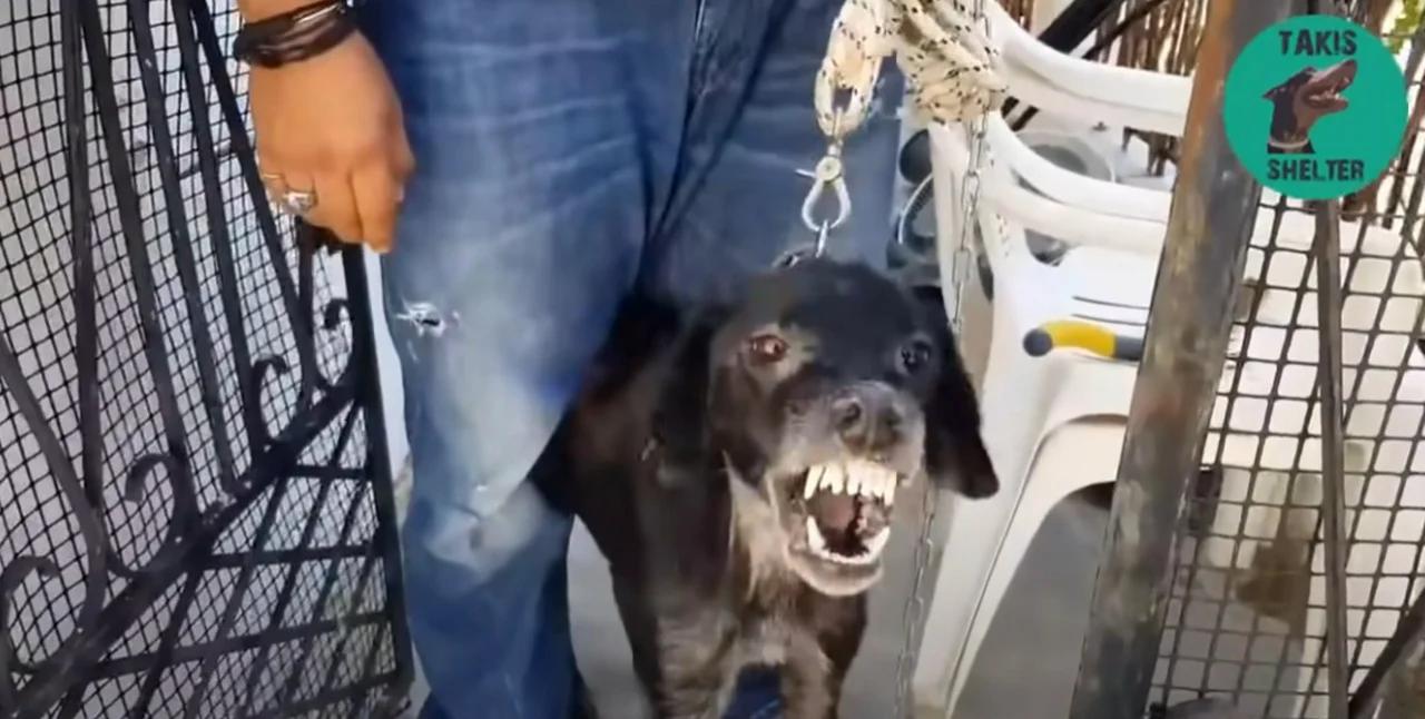 Aggressive dog gives in to hugs for first time after rescue from his ...