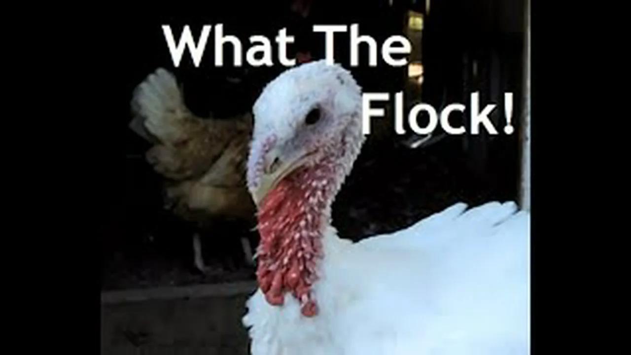 What The Flock!