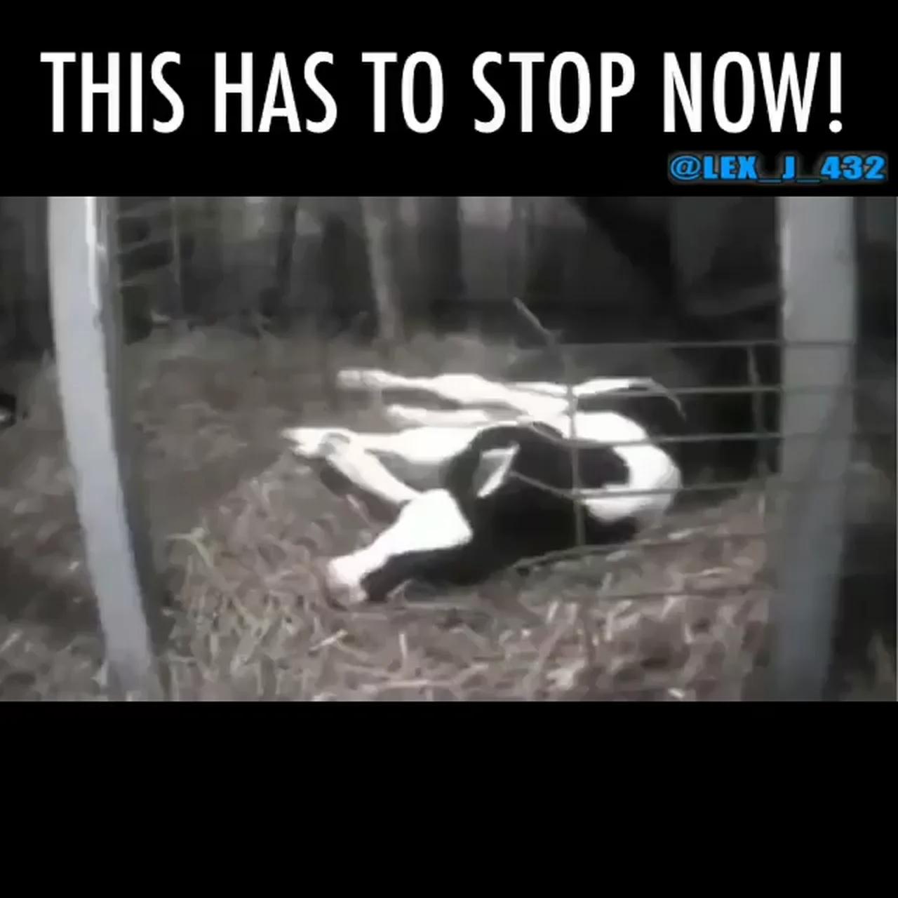 Dairy Cow Abuse (Warning: Extremely Graphic)