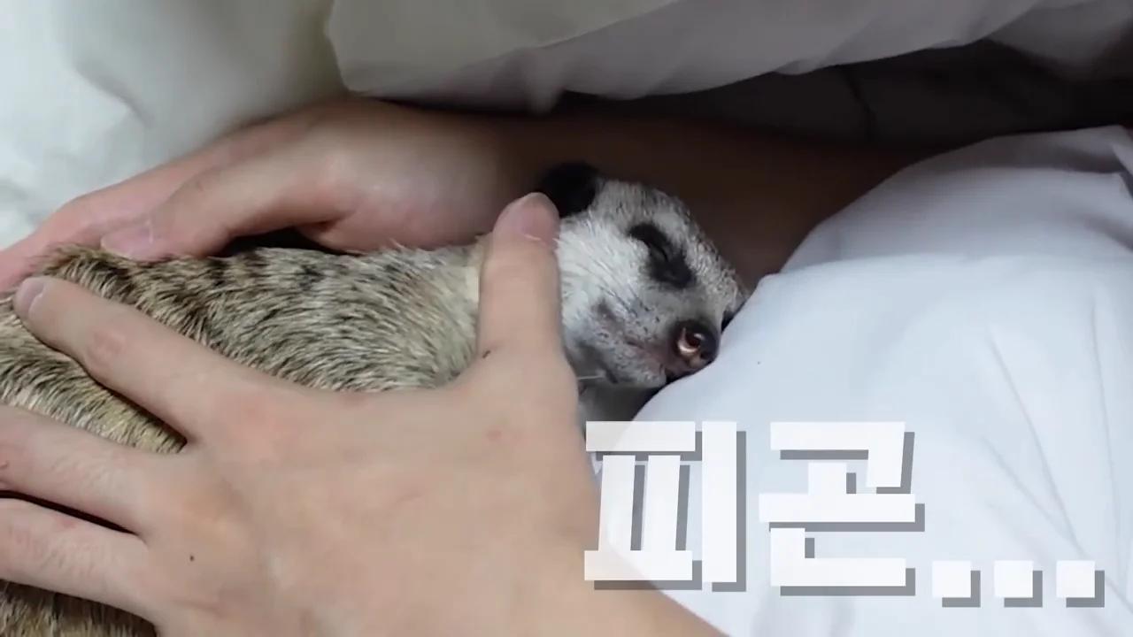 Where does Meerkat Timon sleep?