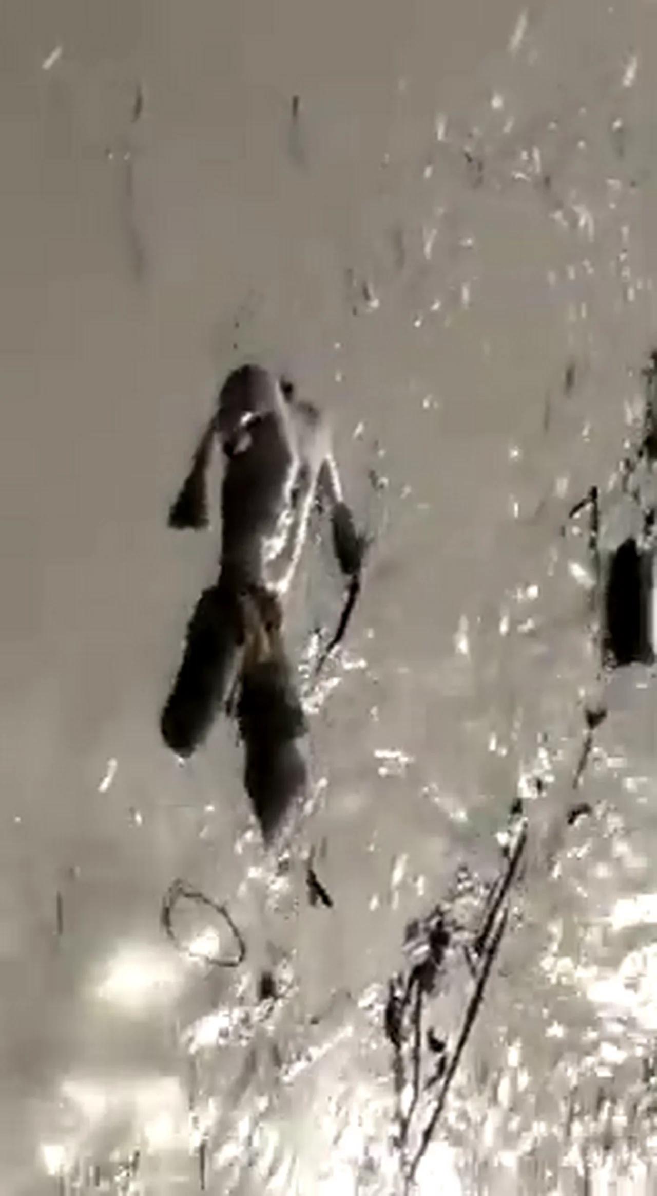 Typical Brazil - Headless Corpse Floats Down River